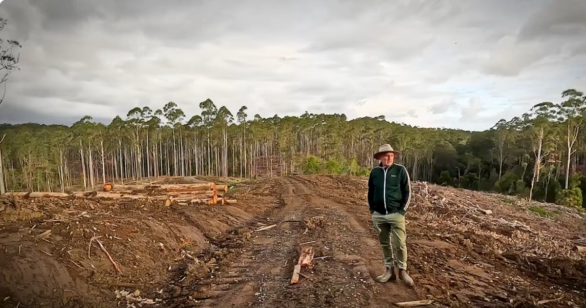 Shifting from native forest logging to sustainable plantations will ...